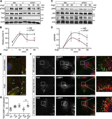 The Orphan Receptor Tie1 Controls Angiogenesis And Vascular Remodeling