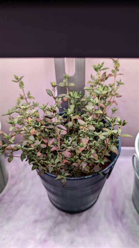 Thyme Leaves Turning Purple At Jeff Chavis Blog