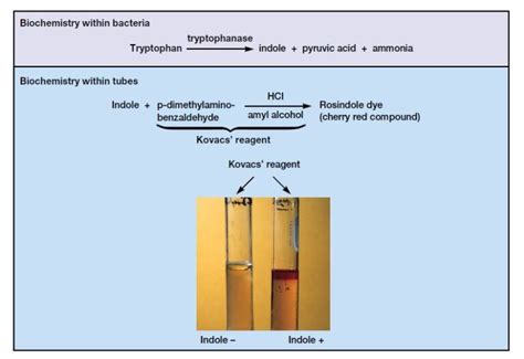 Indole Test Principle Procedure Result Uses Biology Notes Online