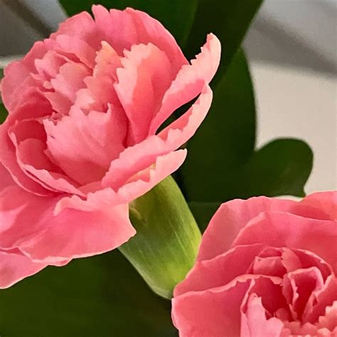 コロナ後遺症？上咽頭炎治療から自律神経の日常 Naruru 0222のブログ