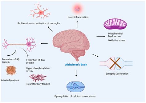 Beta Amyloid Plaques And Tau Protein At David Banks Blog