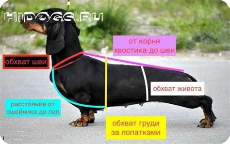 Вязаный комбинезон для таксы мальчика спицами. Одежда для таксы своими ...