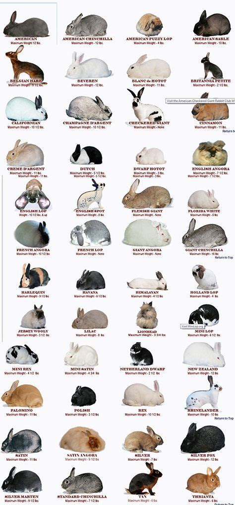 Rabbit Breeds Rabbit Care Pet Bunny Rabbits