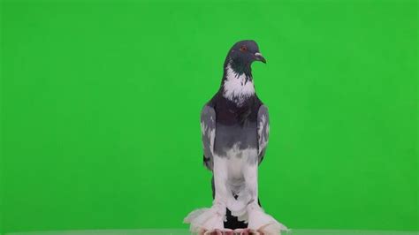 Pouter 影像 瀏覽 1445 個素材庫相片、向量圖和影片 Adobe Stock