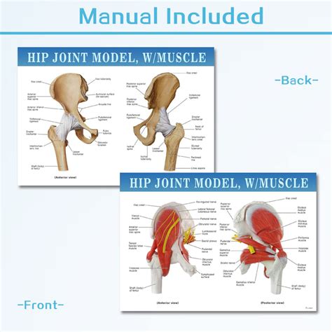 Evotech Scientific Hip Joint Model Wremovable Muscles 6 Parts Life S