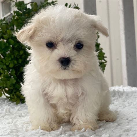 Maltese Puppies For Sale Adorable Playful And Loving Companions