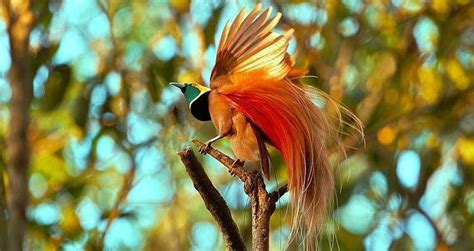 极乐鸟跳舞求偶 英语趣配音