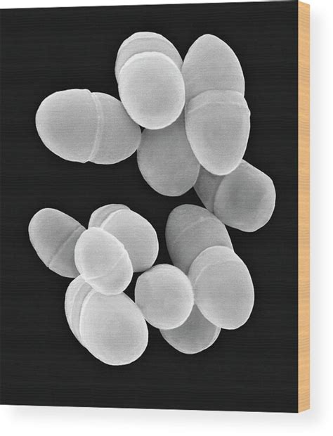 Lactococcus Lactis 2 Wood Print By Science Photo Library Science
