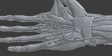 Anatomical Human Hand Veins And Tendons Detailed Medical 3d Model