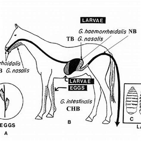 How Long Can A Horse Fly Live At Neal Marquez Blog