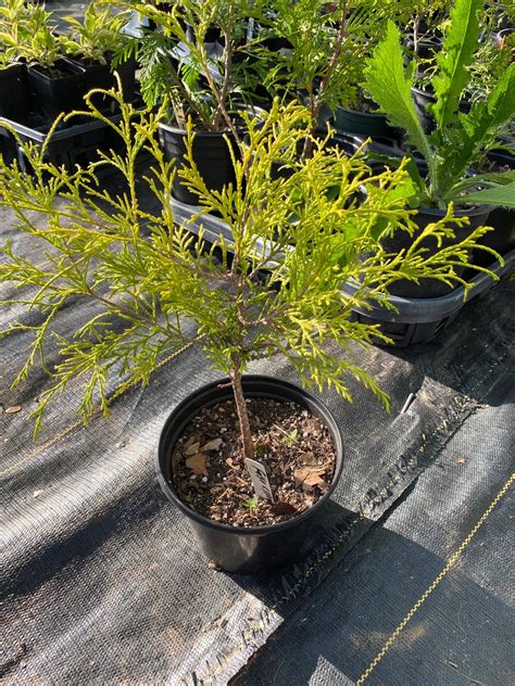 False Cypress Arborvitae Bare Root Plant Priority Shipping Etsy