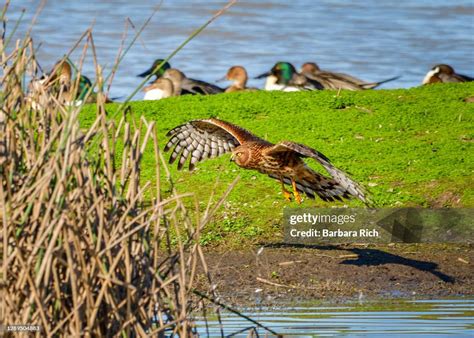 Northern Harrier Hunting For Prey At Llano Seco National Wildlife