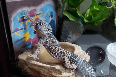 Best Light For Leopard Geckos: Wattage And Bulb Guide