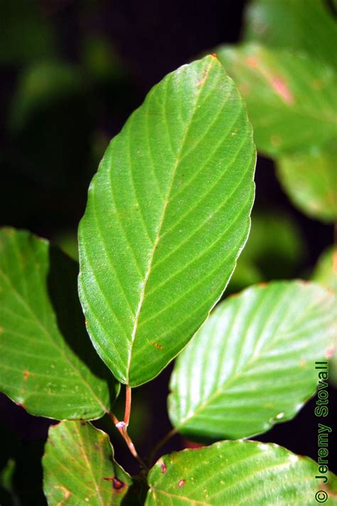 Sfa Dendro Leaf Morphology Margins