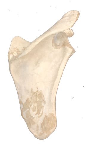 Identify Bones Functional Anatomy Practical 1 Flashcards Quizlet