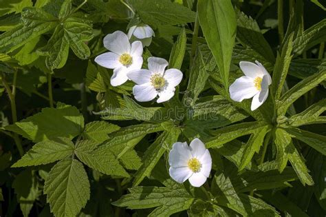 Canada Anemone Anemonastrum Canadense Anemone Canadensis Stock