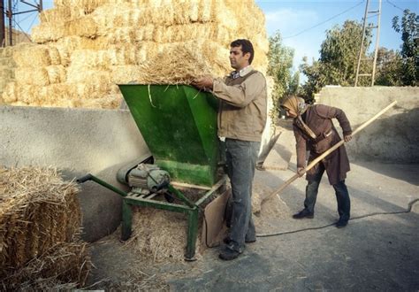 درآمد ماهانه 8 میلیونی با فروش شیرقصابی که دامدار شد تسنیم