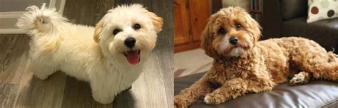 Maltipoo Vs Cockapoo Dog Breed Comparison