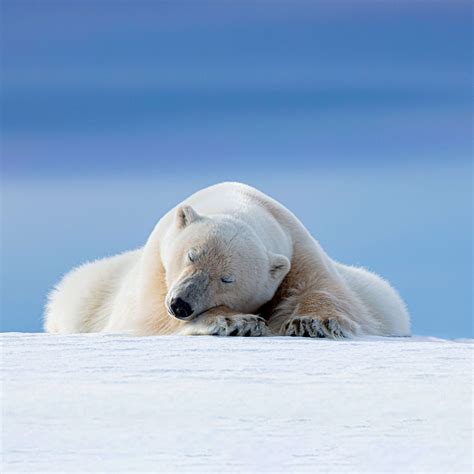 Polar Bear Wallpaper 4k Arctic 5k 8k
