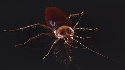 Red Flying Cockroach Rigged 3d Model 149 Max Free3d