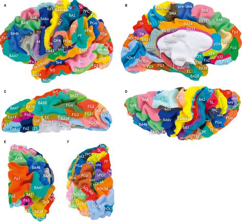 Cerebral Hemispheres Clinical Tree