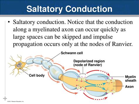 Ppt Nervous System Part I Introduction To The Nervous System