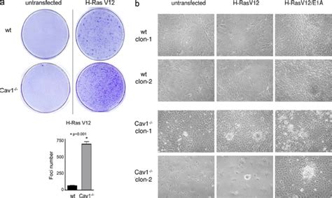 Cav1 Deficiency Cooperates In Oncogenic Transformation Of Mefs A