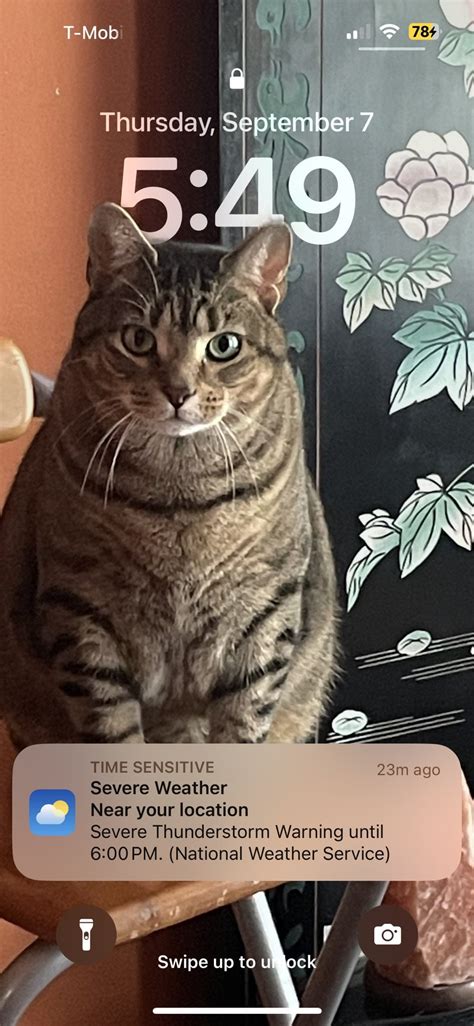 Weather Warning With My Chunky Cat R Lockscreensfw