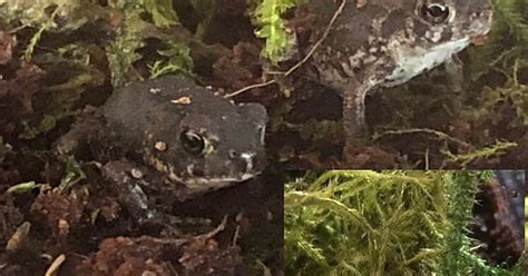 Toadlets Album On Imgur