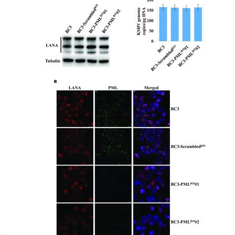 Color Online A Schematic Presentation Of Kshv Structure Kshv
