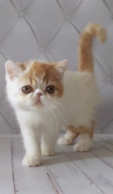 Exotic Shorthair Kittens Kittens For Sale