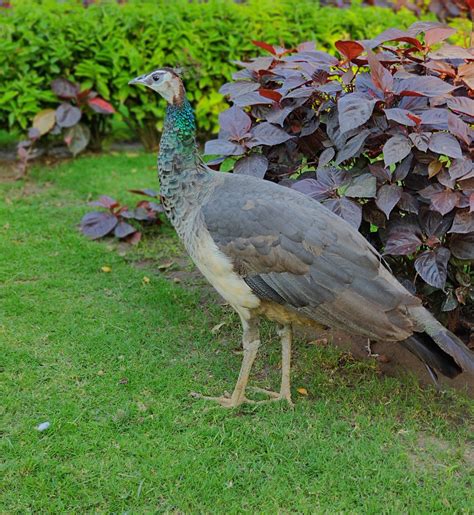 70 Free Peahen And Bird Images Pixabay