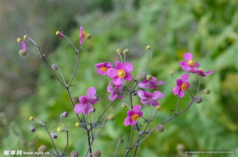 打破碗花摄影图花草生物世界摄影图库昵图网