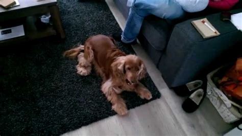 Moos The Howling Cocker Spaniel