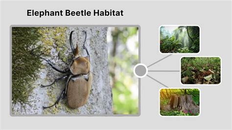 Elephant Beetle Habitat Diet Life Cycle Lifespan And Facts