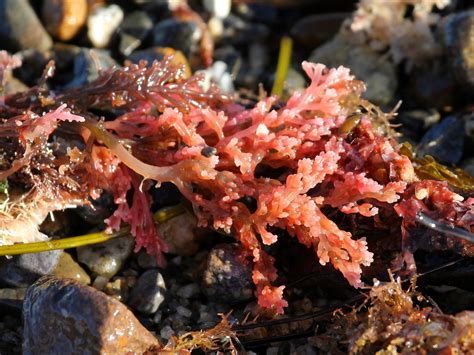 Laurencia Pacifica From Doheny State Beach Dana Point Ca On November