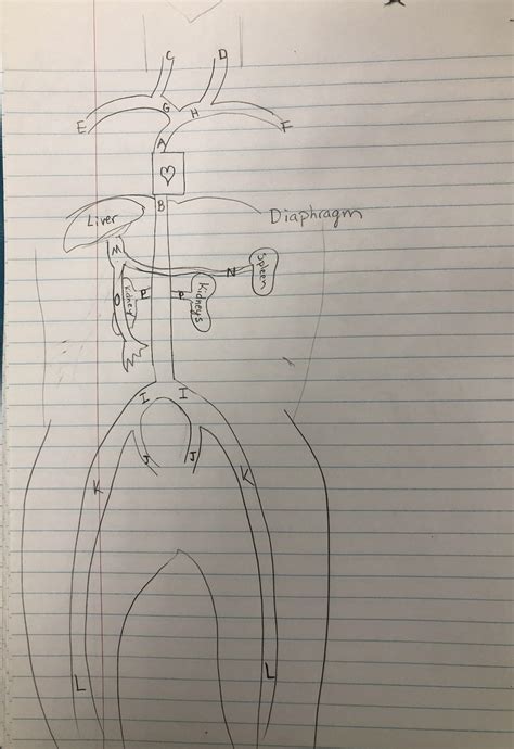 Vein Diagram Anatomy Diagram Quizlet