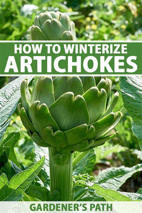 How To Overwinter Artichoke Plants Gardeners Path