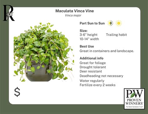 Maculata Vinca Vine Riverdene Garden Centre