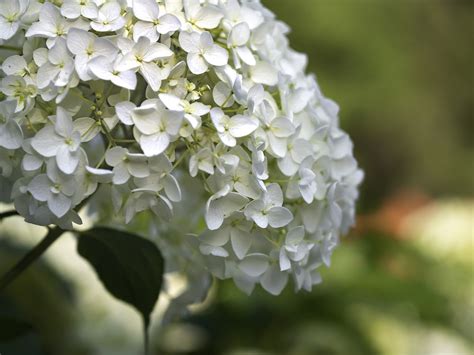 2 Free Smooth Hydrangea And Hydrangea Arborescens Images Pixabay