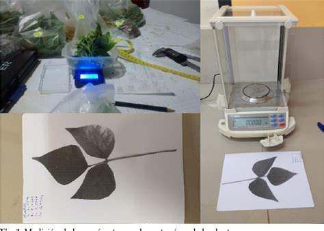 Figure 1 From Coinoculación De Rhizophagus Irregularis Y Rhizobium Sp