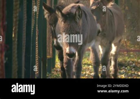 Donkey Cub Stock Videos And Footage Hd And 4k Video Clips Alamy