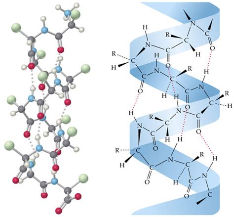 Biochimie Structure Des Protéines Flashcards Quizlet