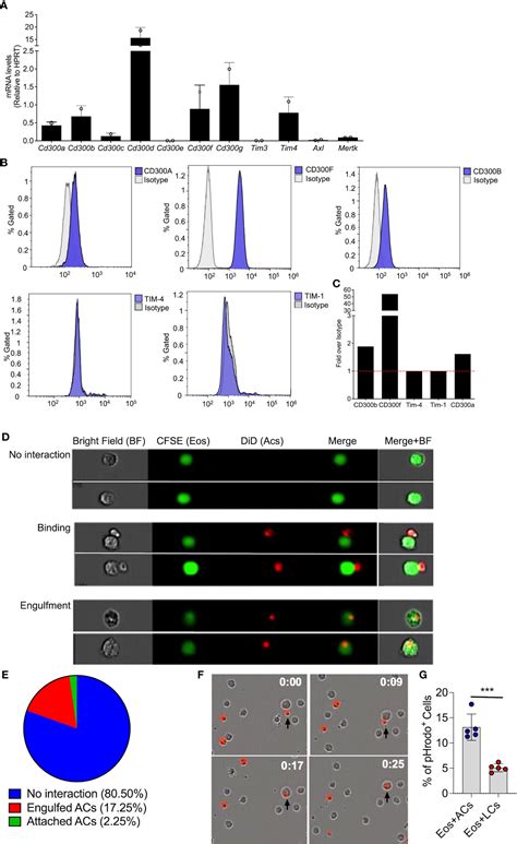 Eosinophils Abs Manual Diff At Tamara Hall Blog