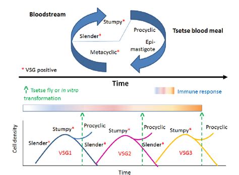 Trypanosoma Brucei Symptoms