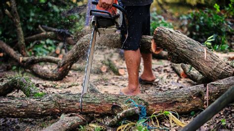 Using A Reciprocating Saw To Cut Tree Roots At Danelle Perez Blog