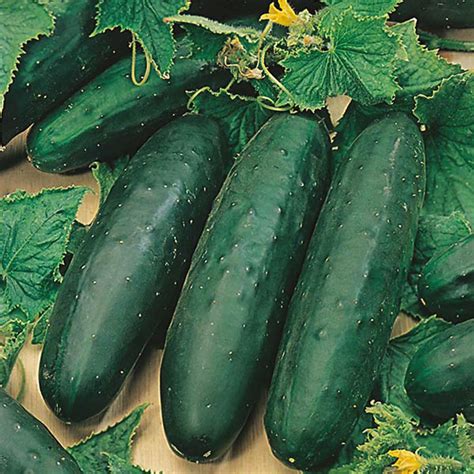 Powdery Mildew Resistant Cucumbers Laidback Gardener