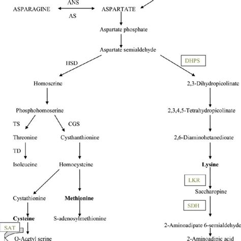Pathway Showing Aromatic Amino Acids Biosynthesis As Anthranilate