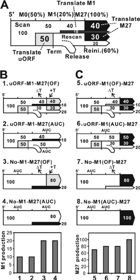 A Model For Translation Of Rnaseh1 Mrna Production Of Mitochondrial And