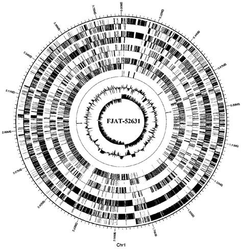 Lipopeptide Produced By Bacillus Strain Fjat 52631 And Preparation